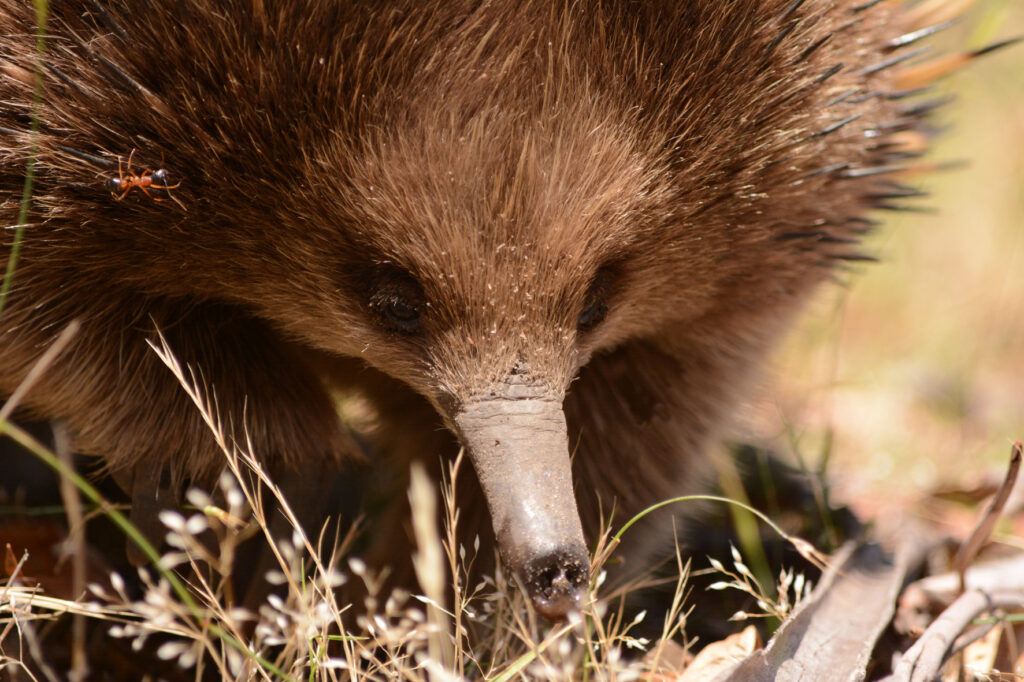 Echidnas – South Arm Peninsula Tasmania